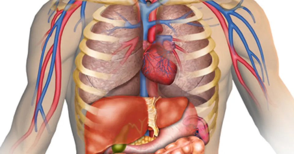 You Have More Organs Than You Thought Concorde Career Colleges You Have More Organs Than You Thought Concorde Career Colleges